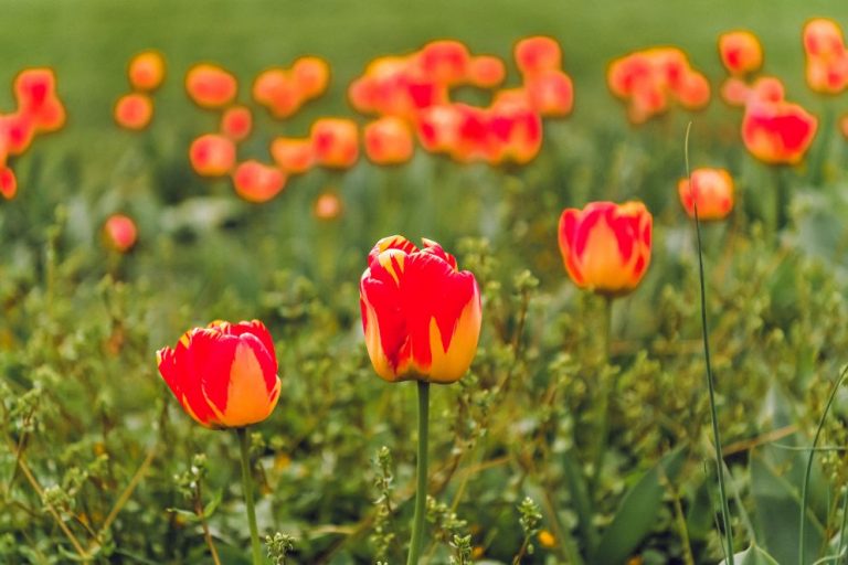 5 Baltimore Family Activities to Put a 'Spring' in Your Step
