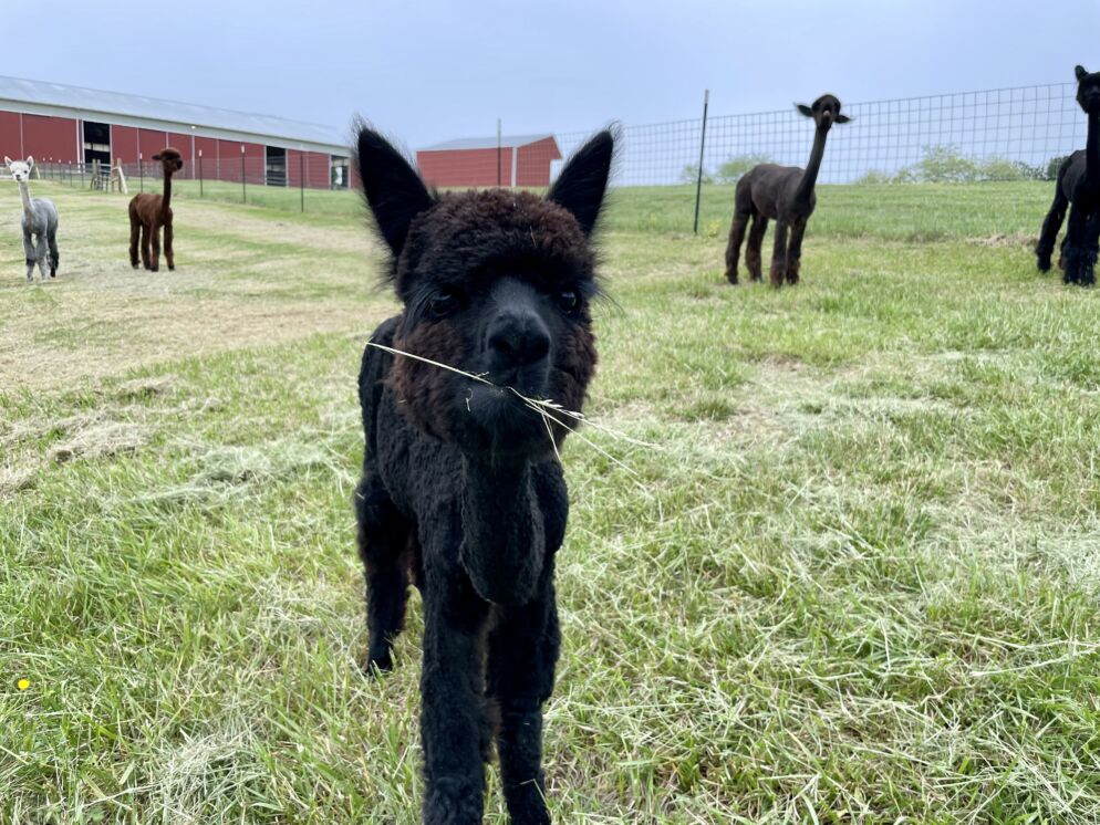Alpaca My Bags and Move to Maryland - Baltimore's Child